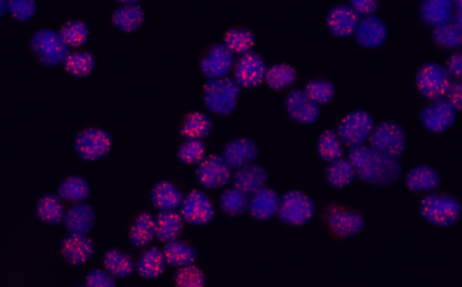 Dahlia RNA Flow Probe Set – Dahlia Biosciences, Inc.